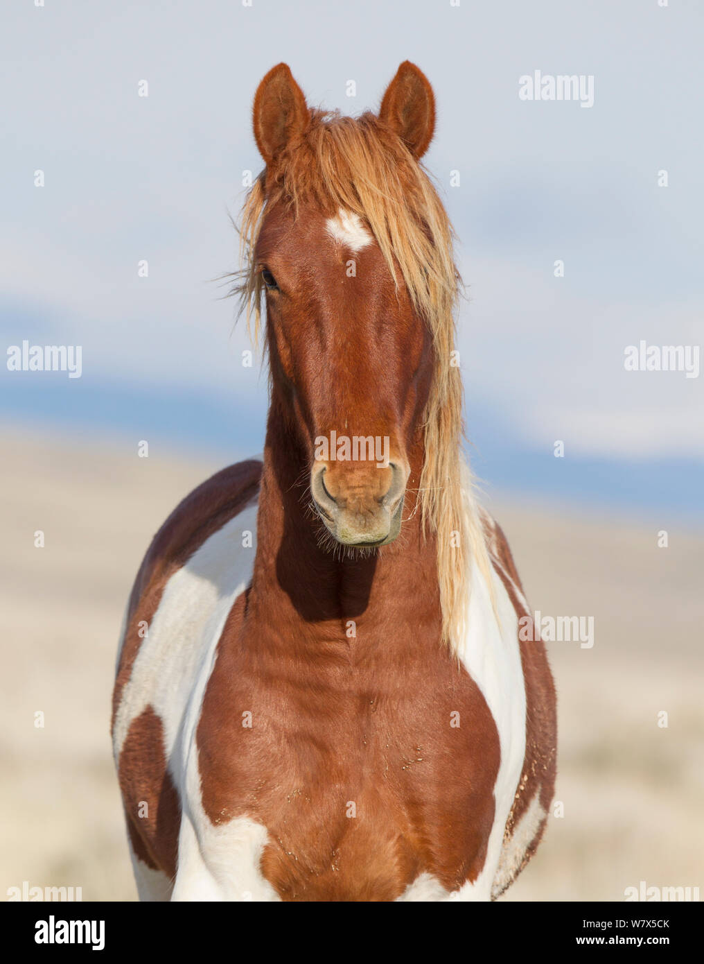 Wild Mustang, pinto horse, McCullough Peaks Herd Area, Wyoming, USA ...
