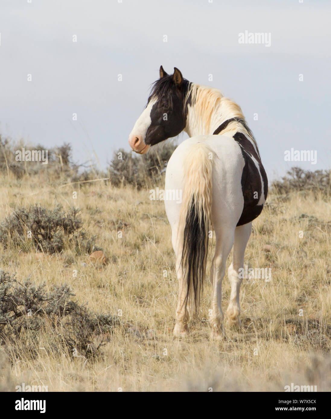 Wild Mustang, pinto horse, McCullough Peaks Herd Area, Wyoming, USA ...