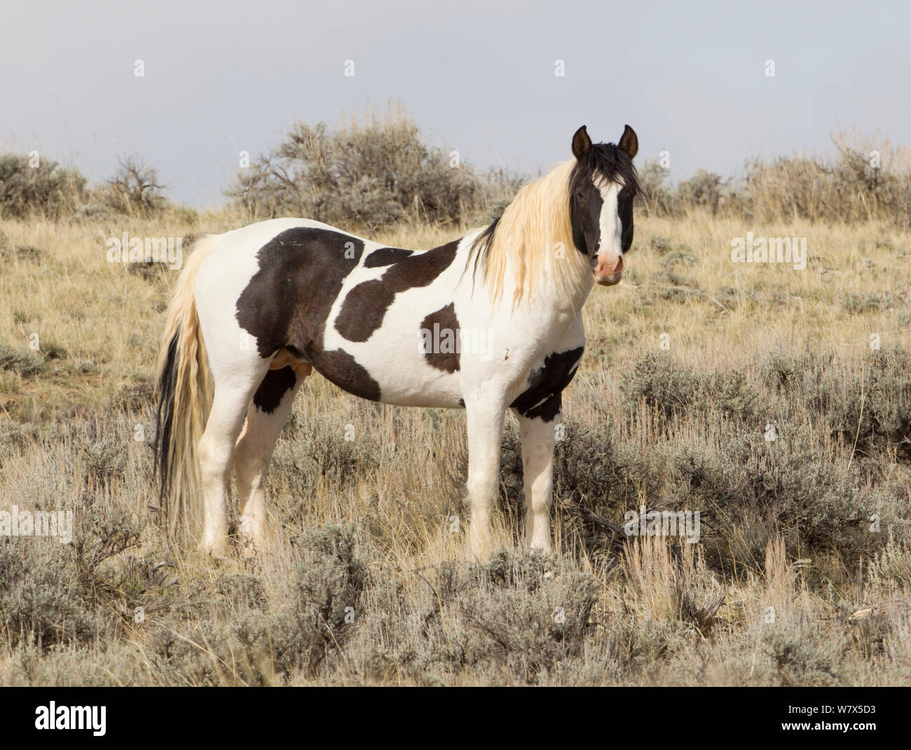 Wild Pinto Horses