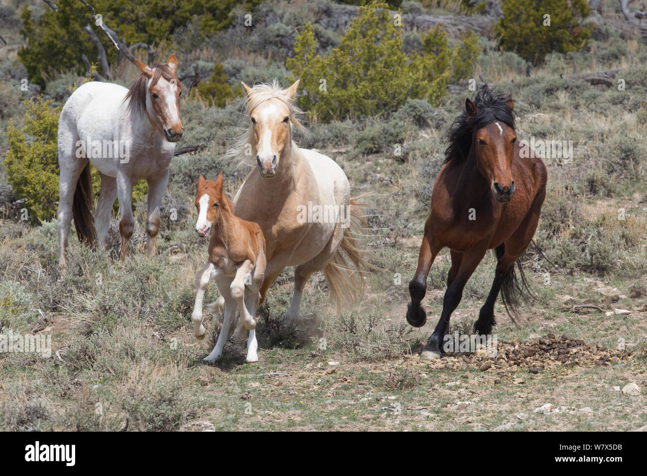 Horses galloping group hi-res stock photography and images - Alamy