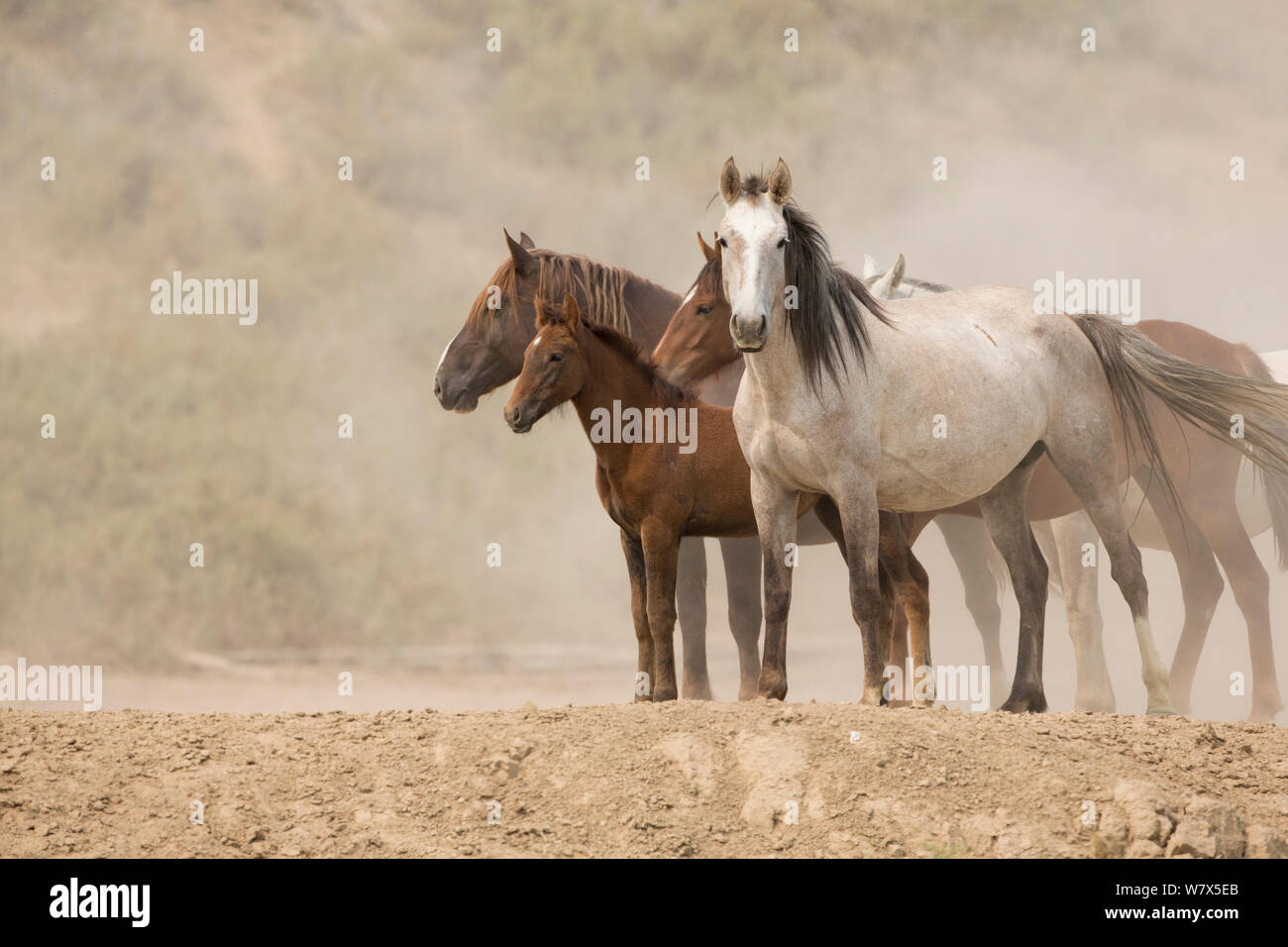 Wild Mustang horses with foal, Sand Wash Basin Herd Area, Colorado, USA ...