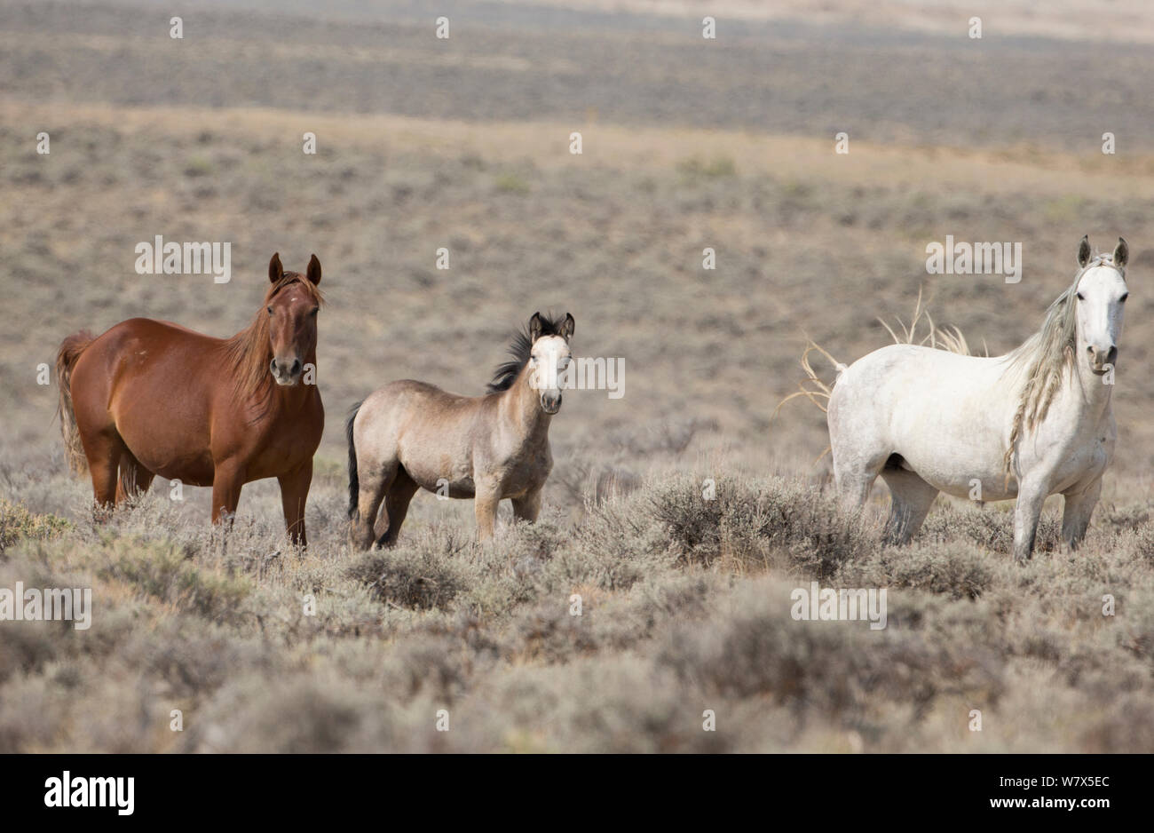 Wild mustang horse hi-res stock photography and images - Alamy