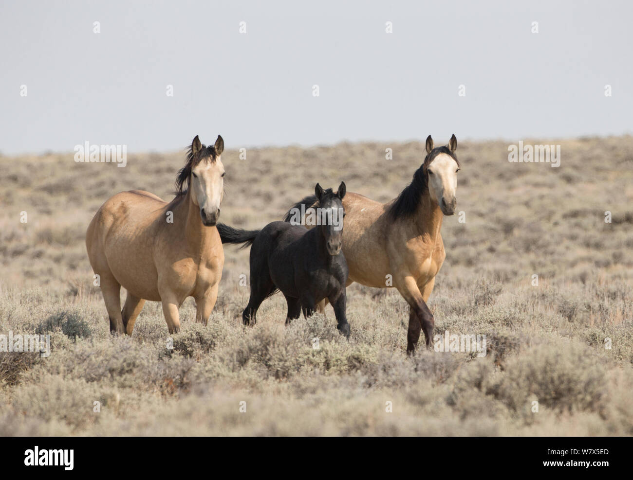 Near western group hi-res stock photography and images - Alamy
