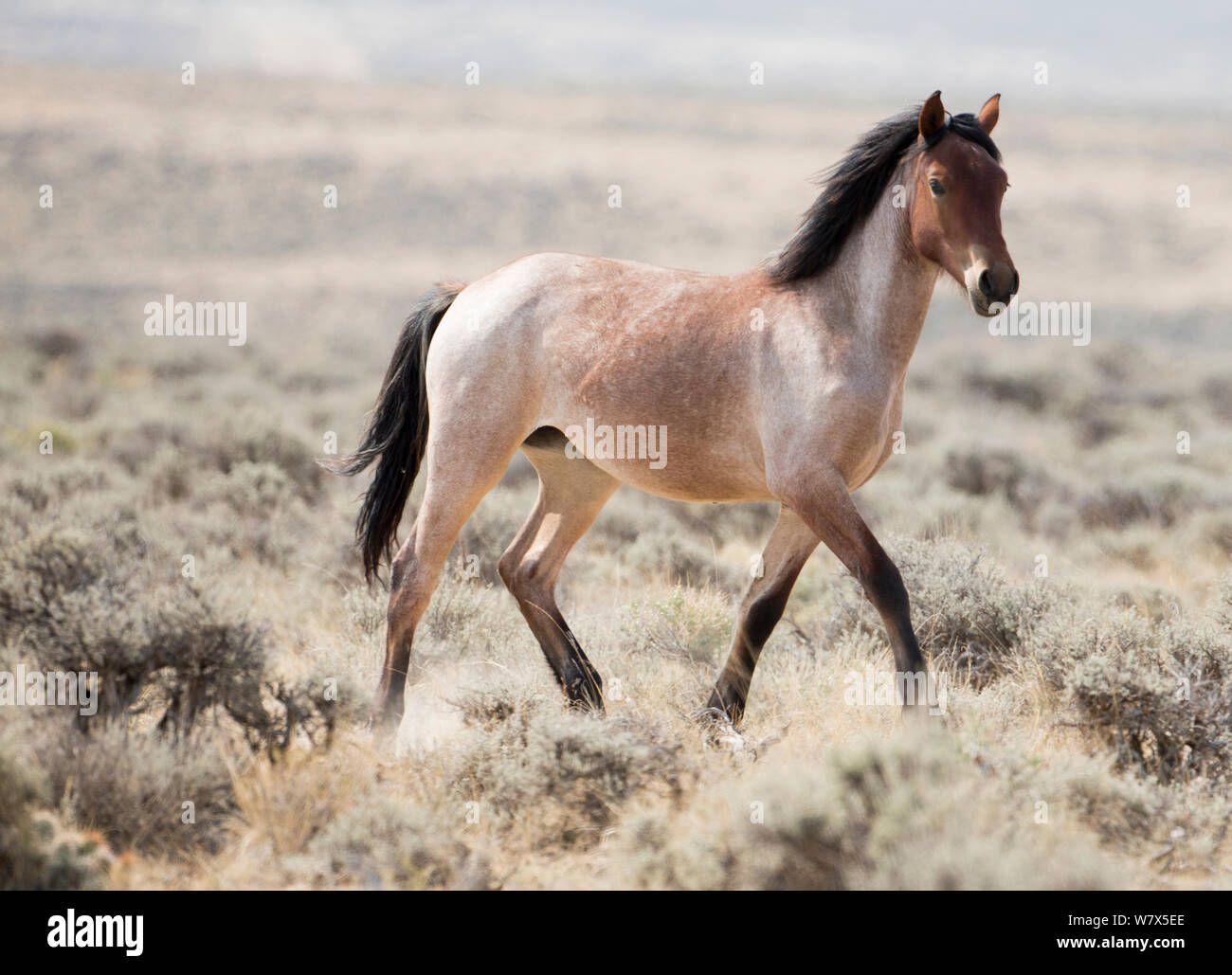 Wild Mustang, roan horse near Adobe Town, Wyoming, USA Stock Photo - Alamy
