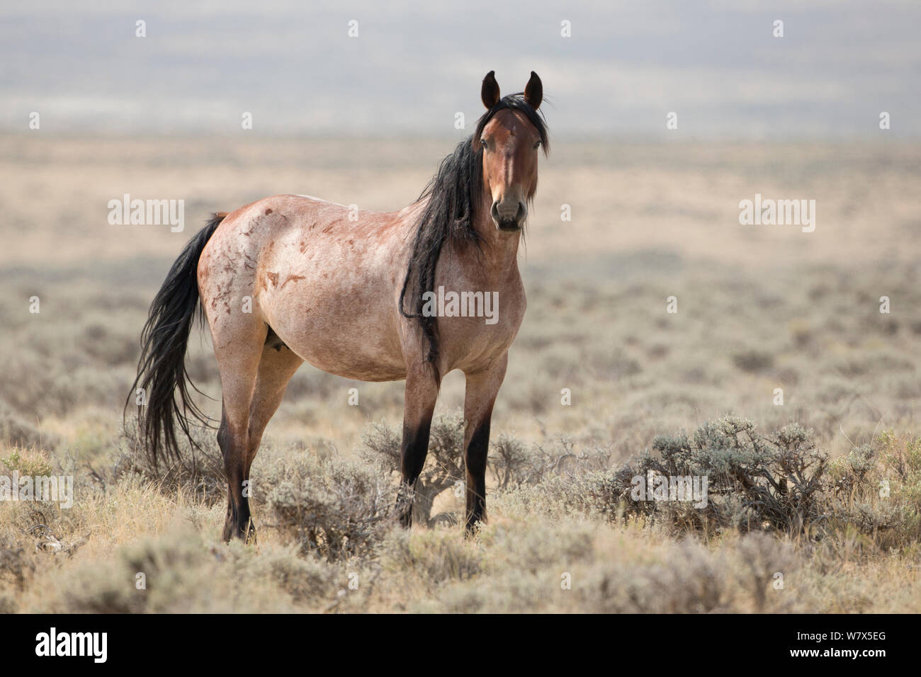 Wild Mustang, roan horse near Adobe Town, Wyoming, USA Stock Photo - Alamy