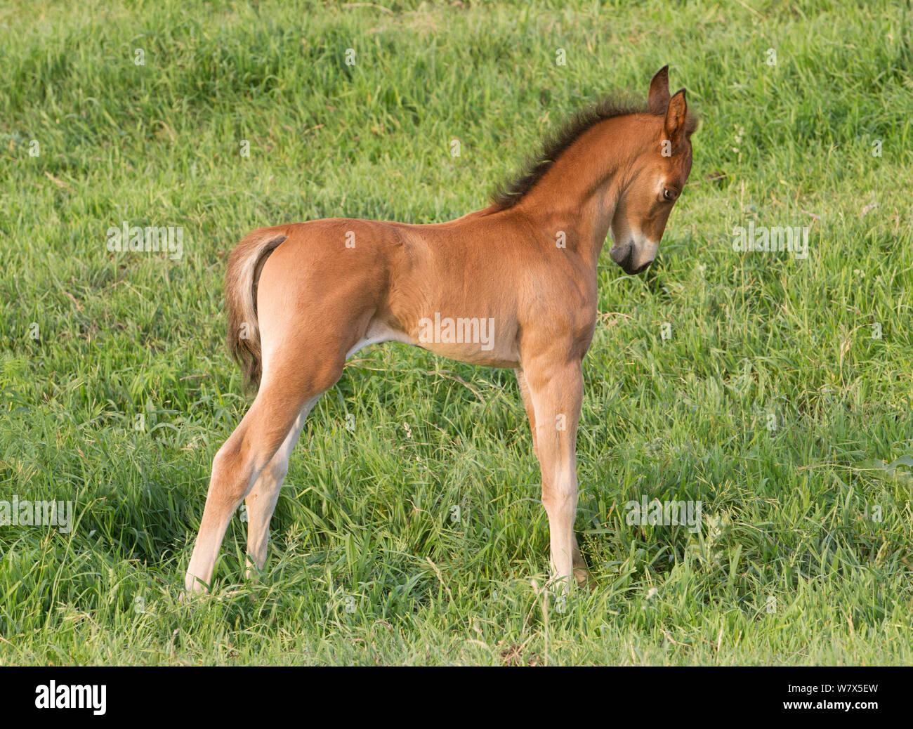 Bay Azteca foal, Double Diamond Ranch, Nebraska, USA Stock Photo - Alamy