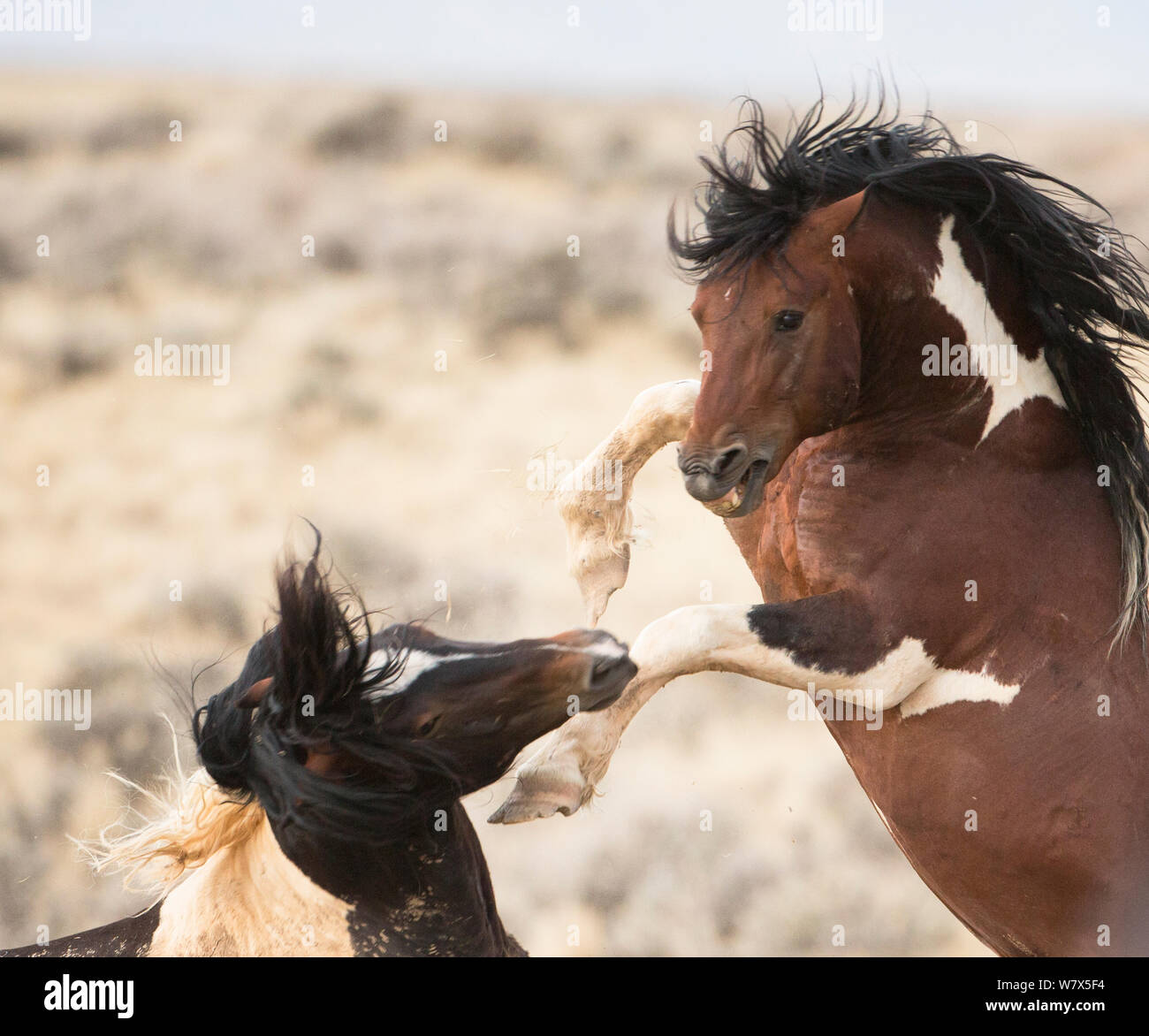 Wild Mustang pinto horses fighting, McCullough Peaks Herd Area, Wyoming ...