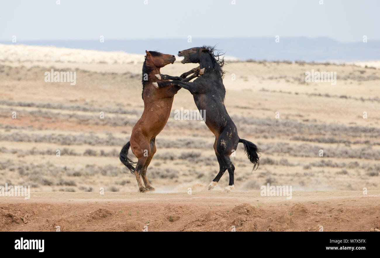 Wild Mustang horses fighting McCullough Peaks Herd Area, Wyoming, USA ...