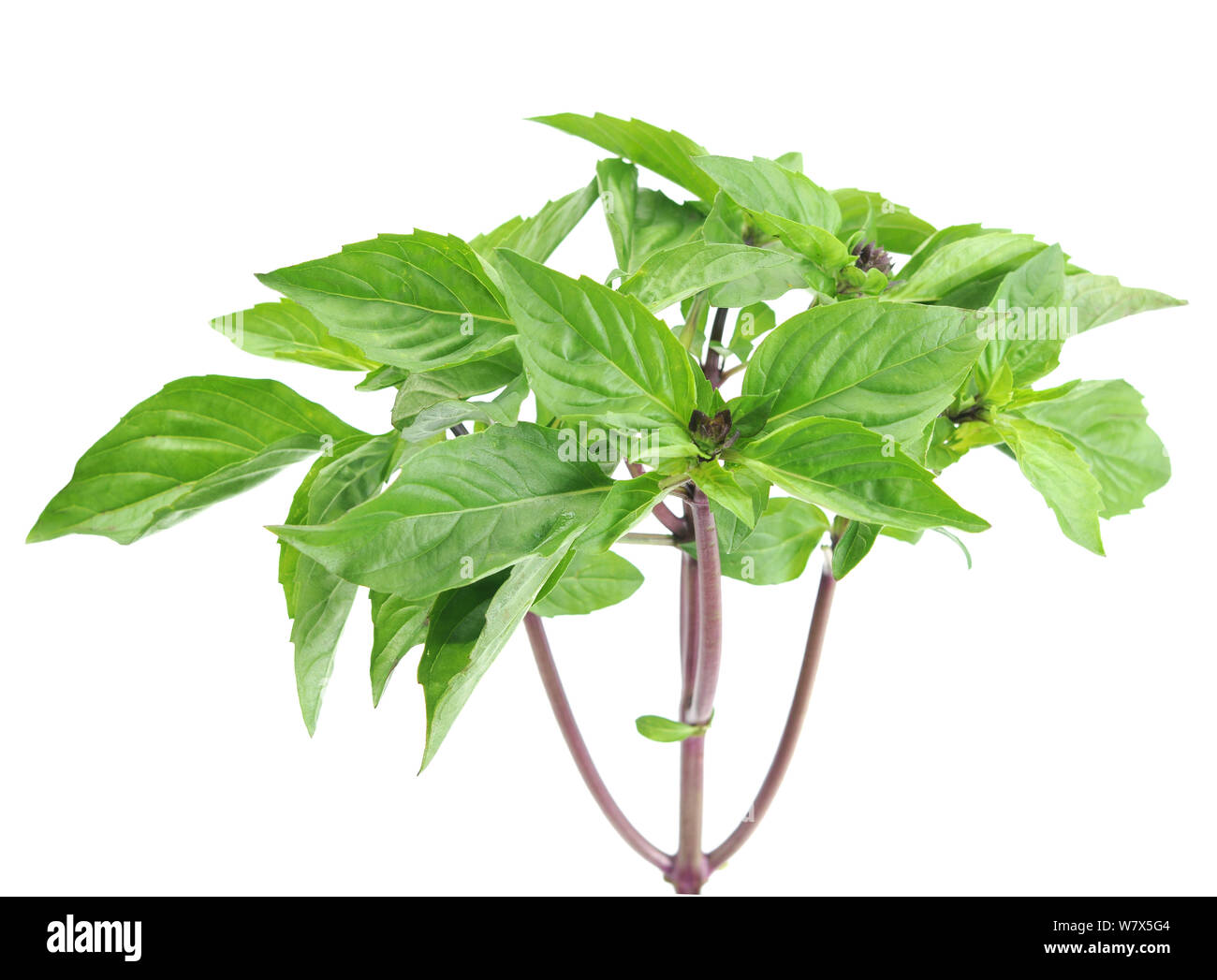 a branch of basil isolated on white background Stock Photo - Alamy
