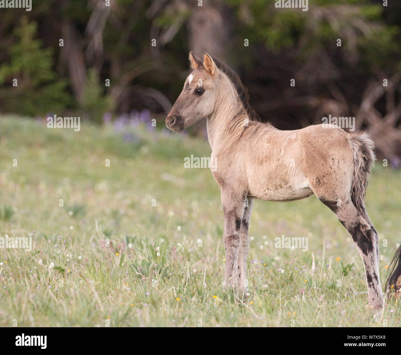 Wild Mustang foal standing alert, Pryor Mountains, Montana, USA Stock ...