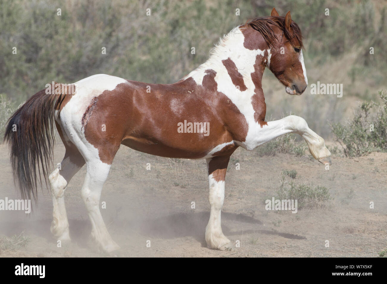 Wild mustang north america hi-res stock photography and images - Alamy