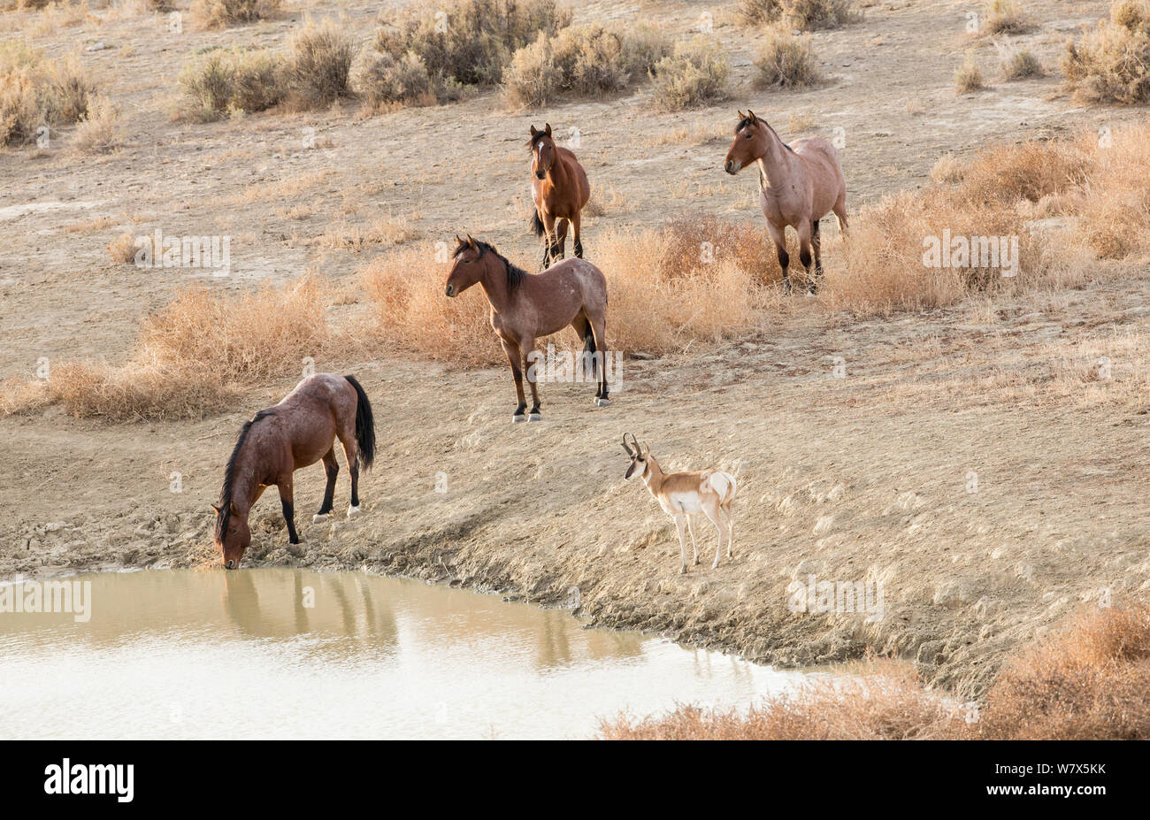 Red desert wyoming hi-res stock photography and images - Alamy
