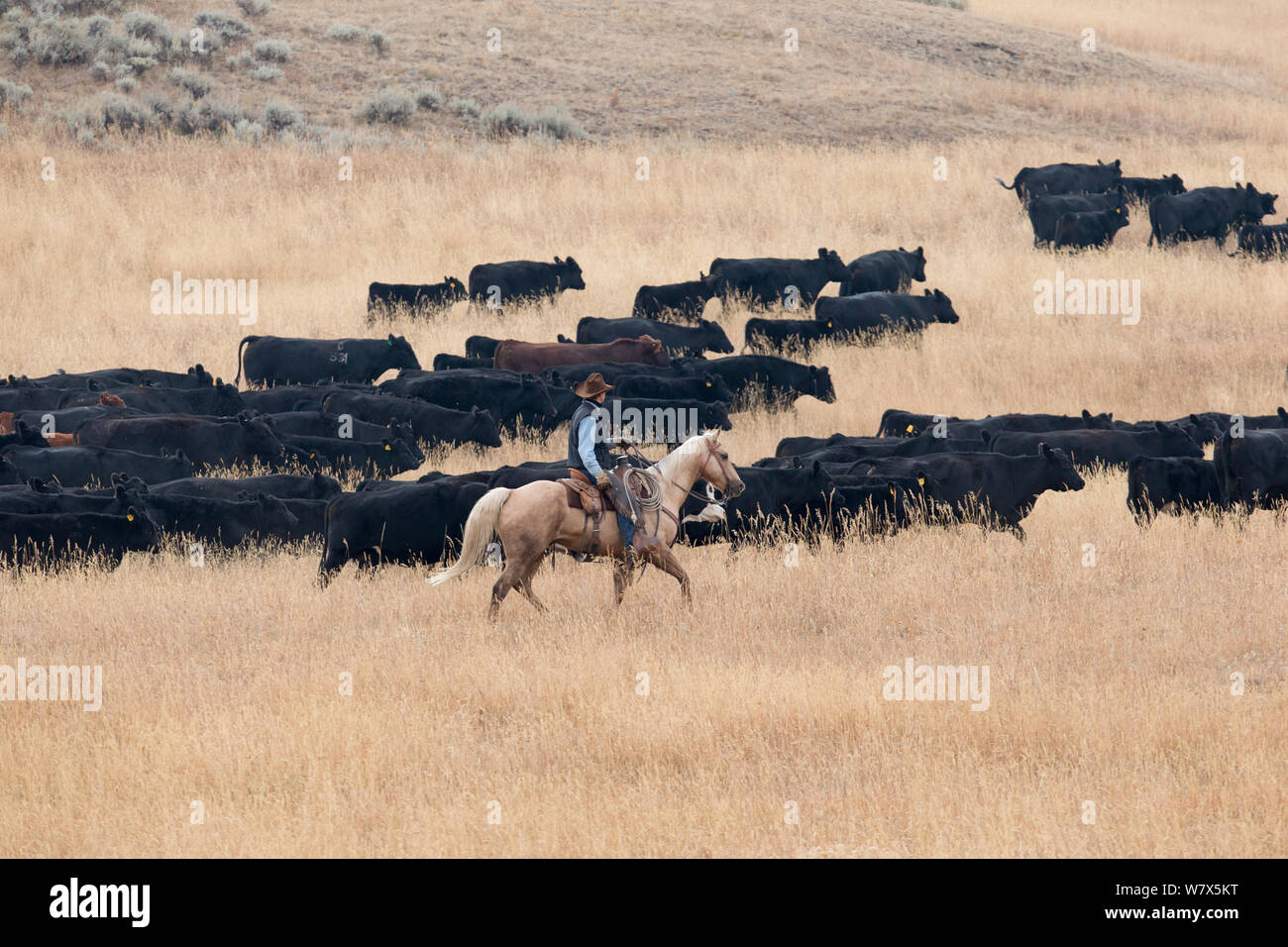 Cowboys cattle usa hi-res stock photography and images - Alamy
