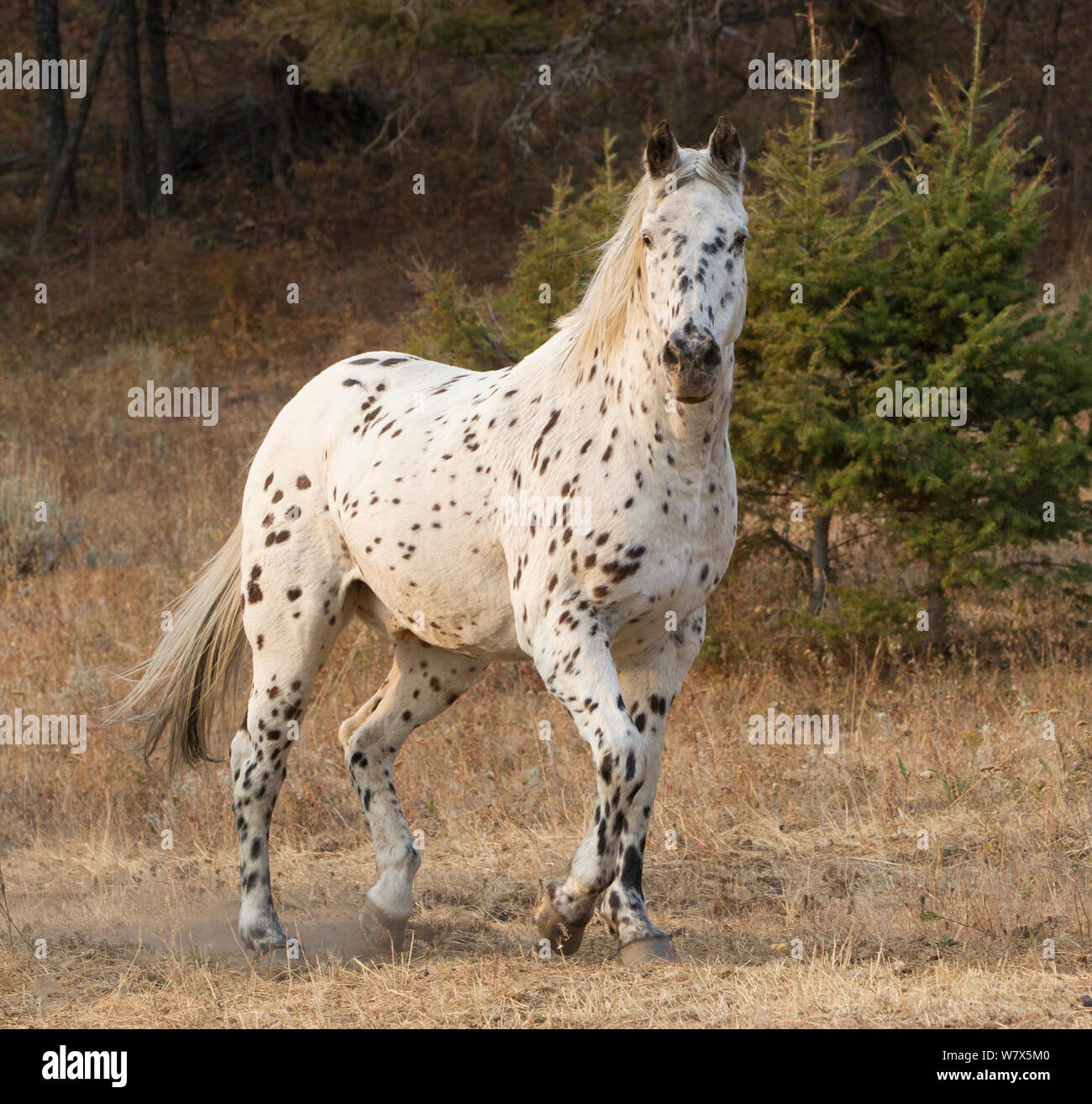 Appaloosa horse hi-res stock photography and images - Alamy