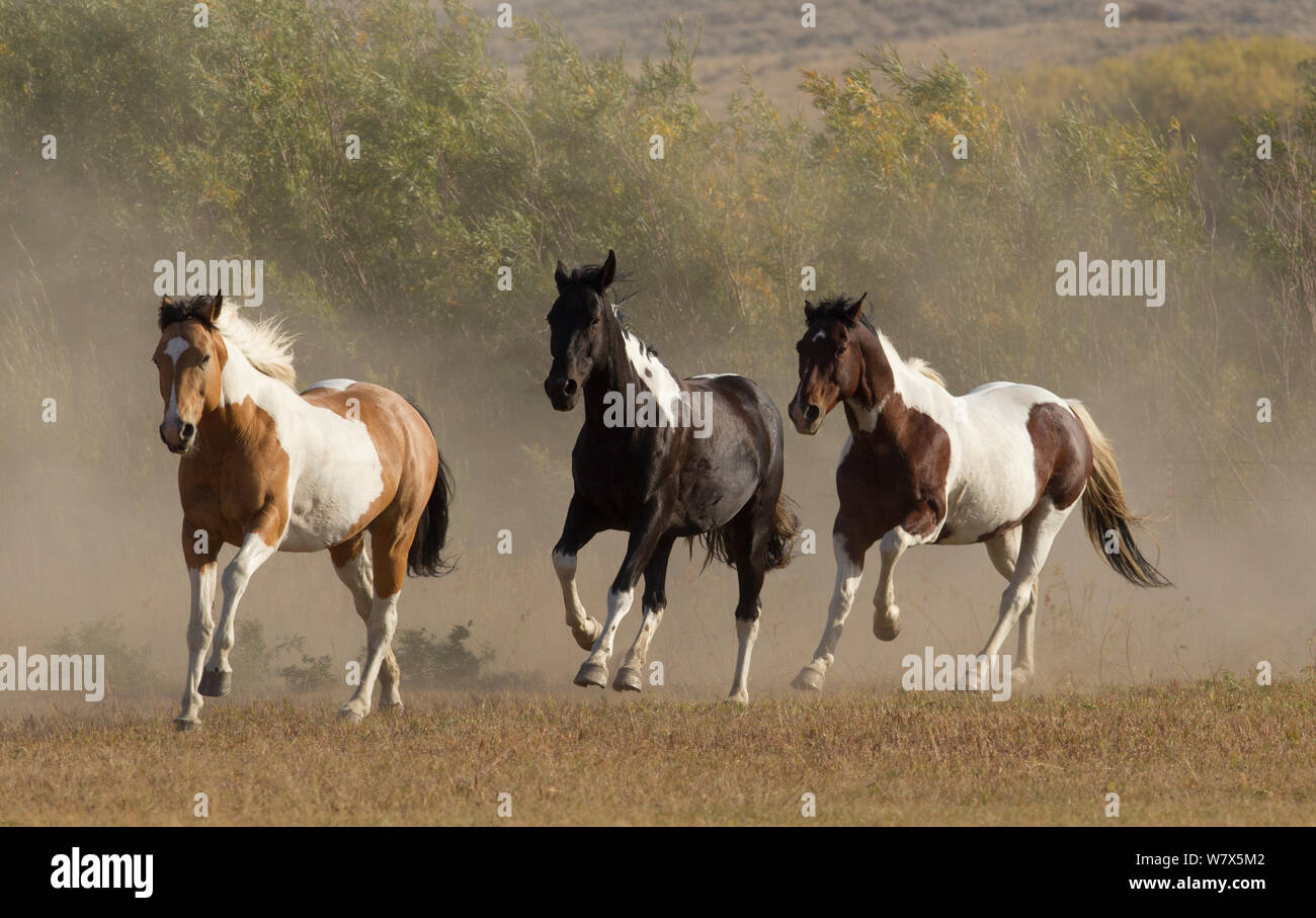 Pinto horses running on ranch, Martinsdale, Montana, USA Stock Photo ...