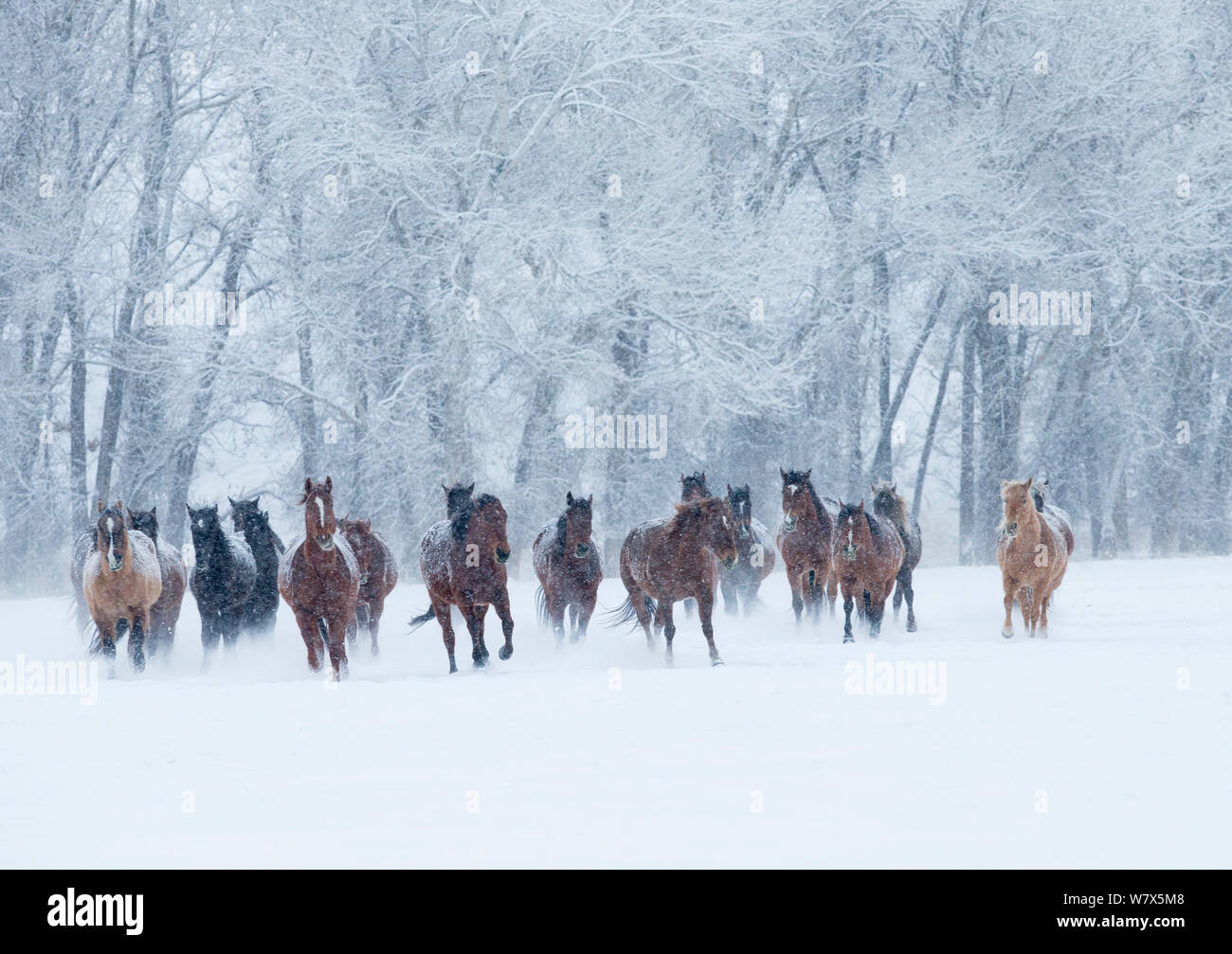 Running american quarter horse hi-res stock photography and images - Alamy