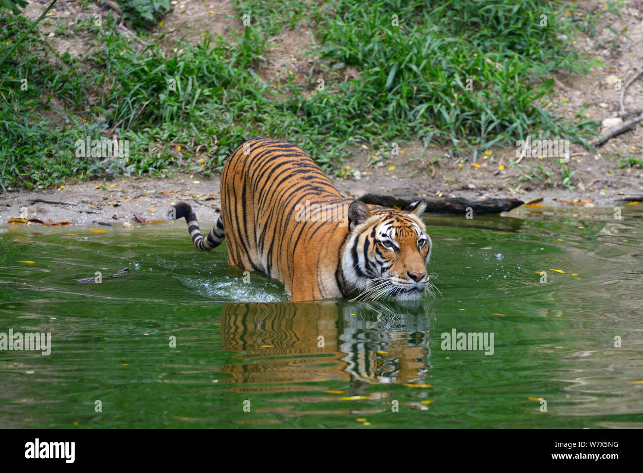 Malayan tiger panthera tigris jacksoni hi-res stock photography and ...