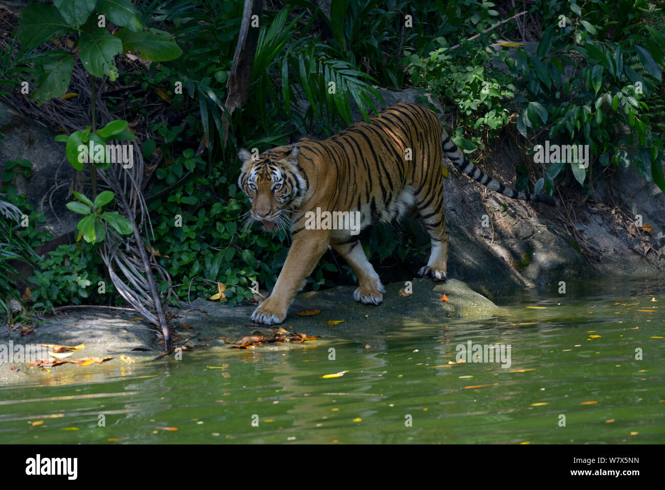 Malayan tiger hi-res stock photography and images - Alamy
