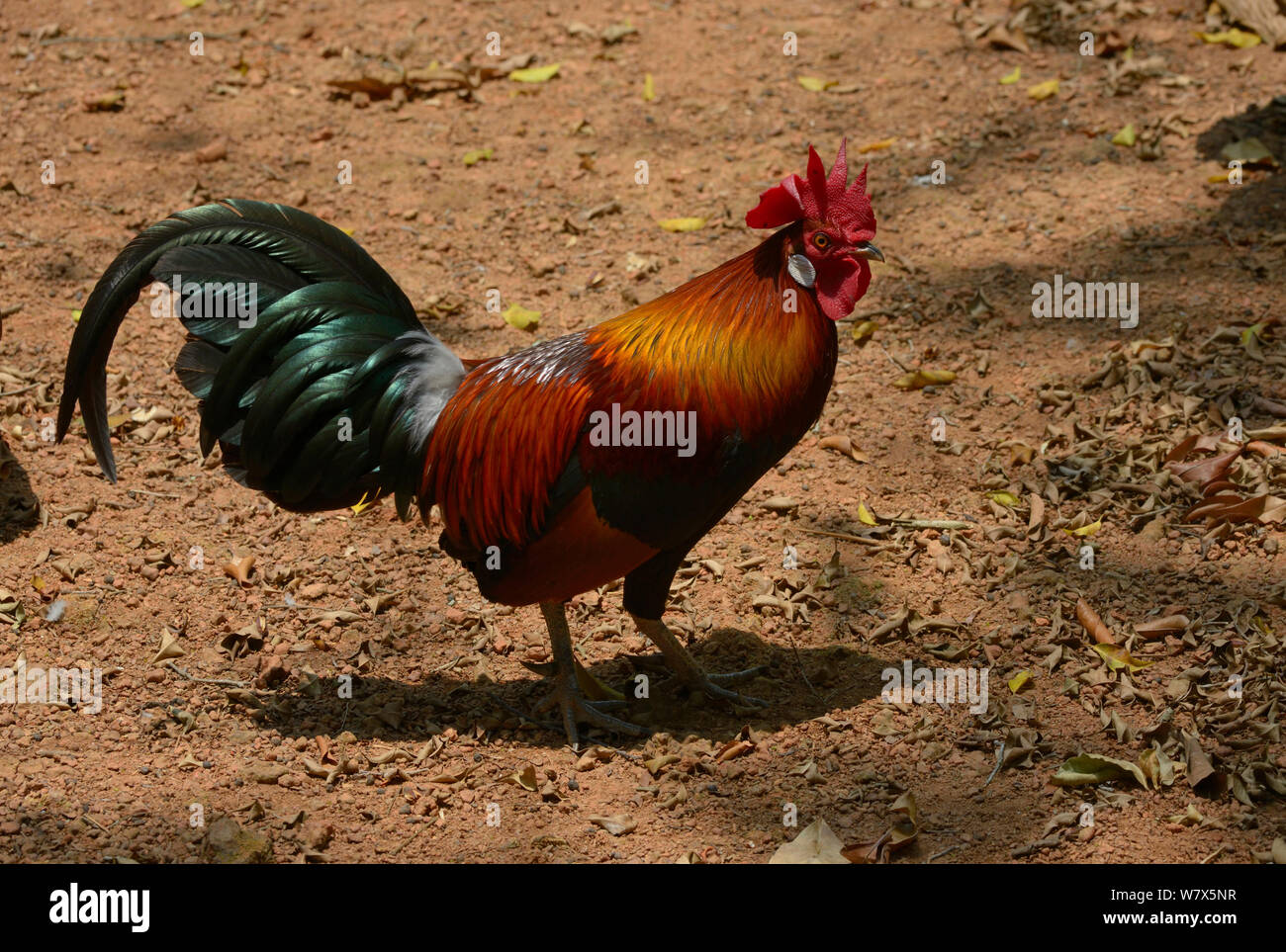 Red junglefowl gallus gallus asia hi-res stock photography and images ...