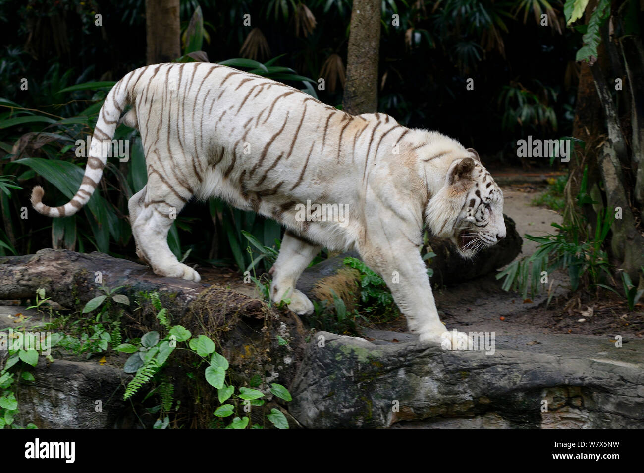 White bengal tiger (Panthera tigris tigris) walking. Captive. Double ...