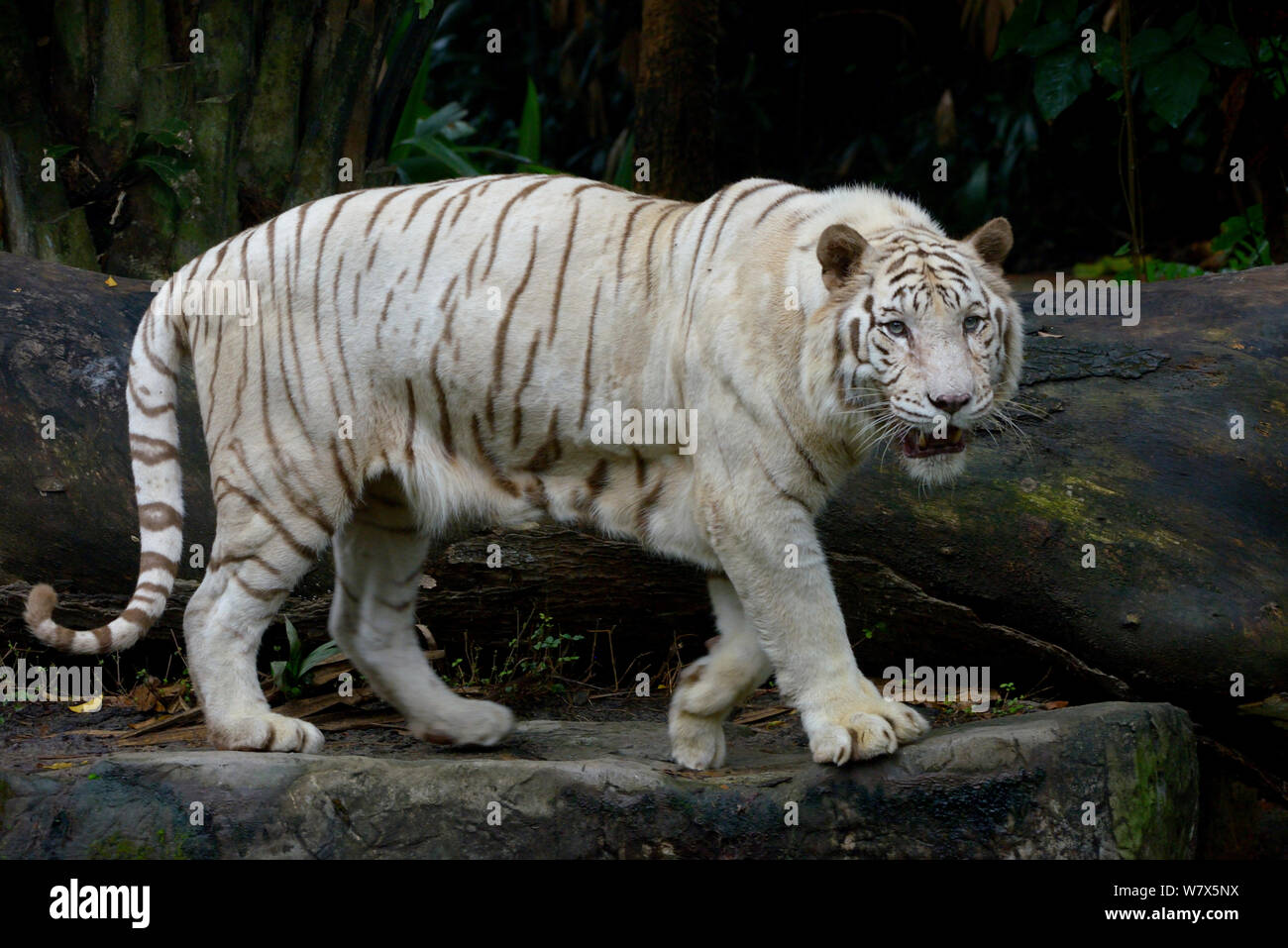 Recessive gene hi-res stock photography and images - Alamy