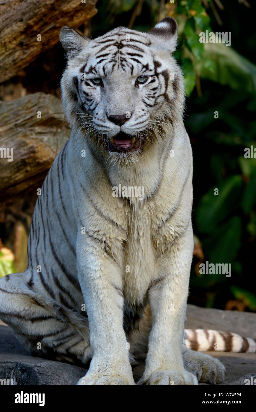 Recessive gene hi-res stock photography and images - Alamy