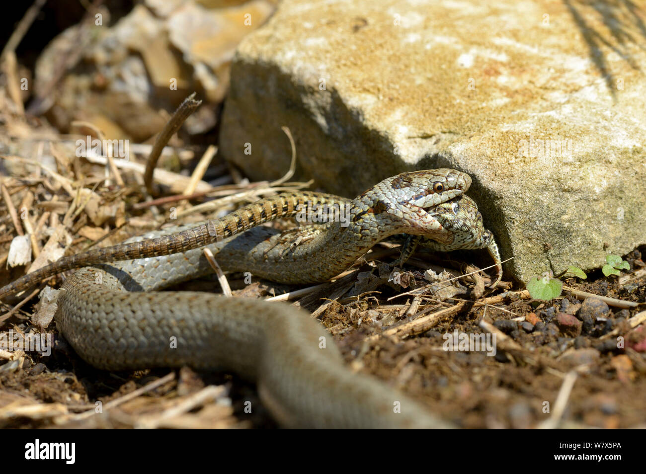 Snake feeding hi-res stock photography and images - Alamy