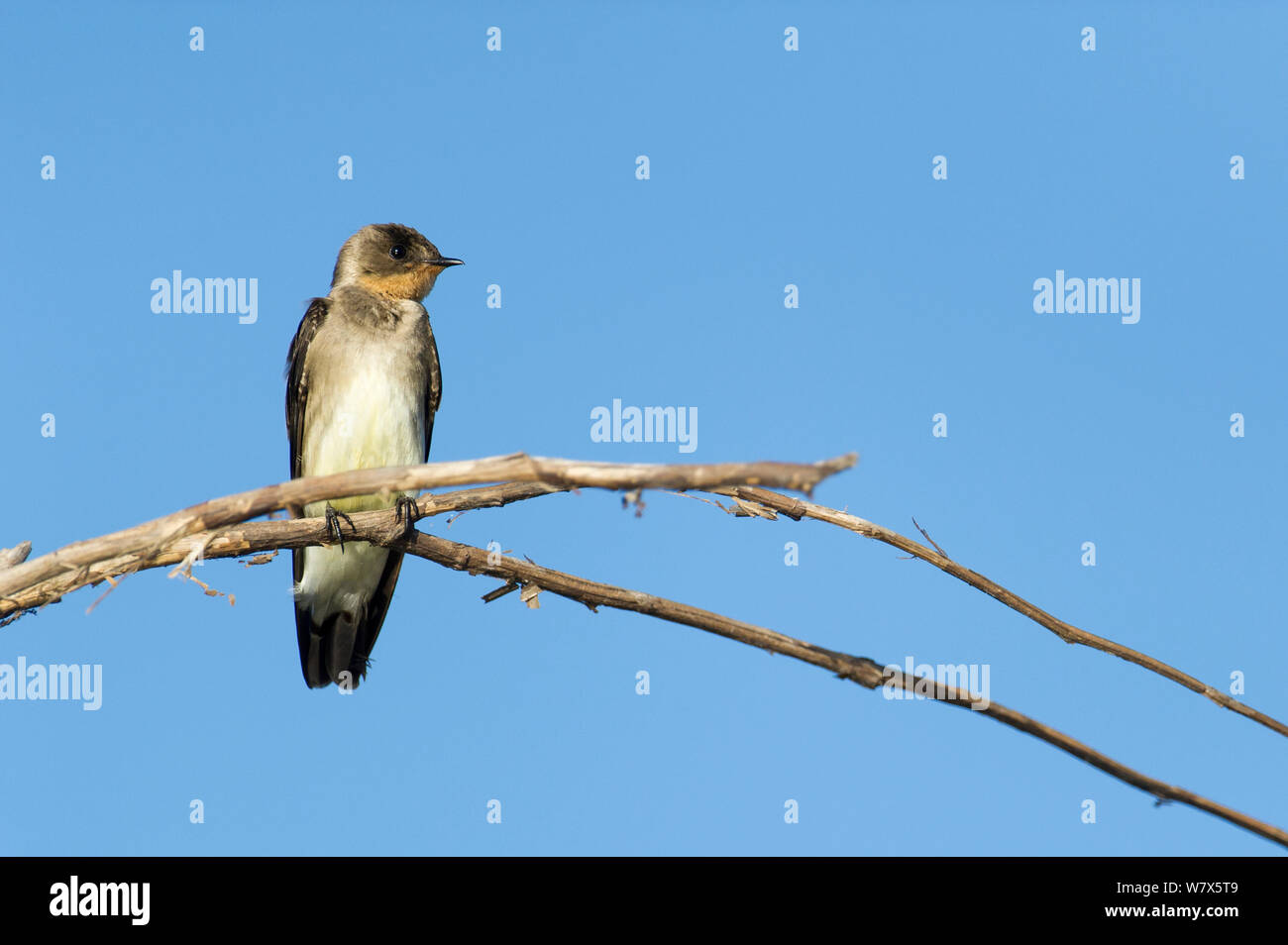 Southern Rough-winged Swallow (Stelgidopteryx ruficollis) perched on a ...
