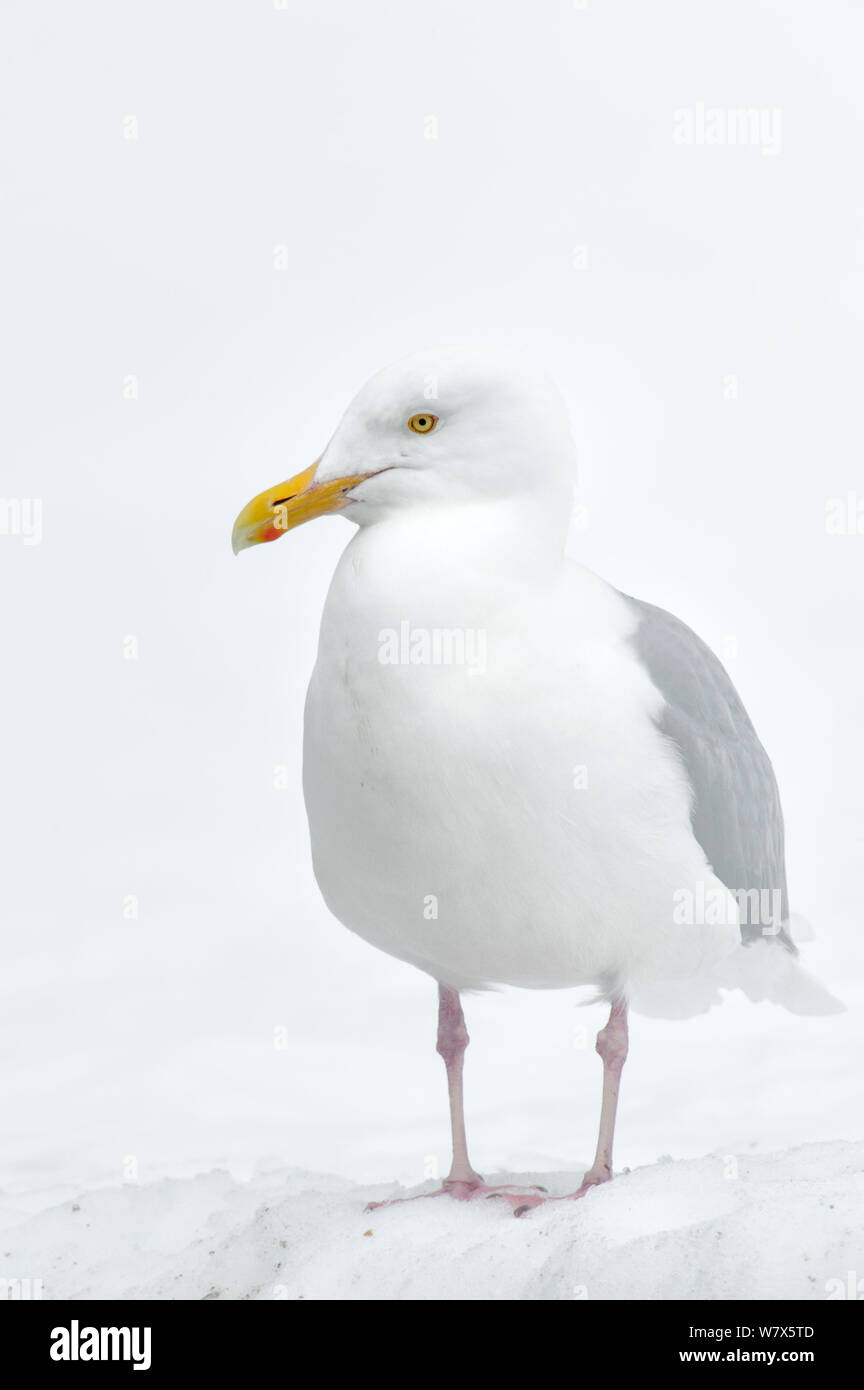 Glaucous gull (Larus hyperboreus) roosting on iceberg, Svalbard, Norway ...