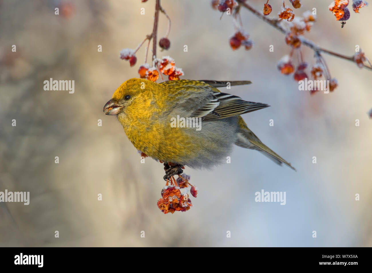 Finch berries hi-res stock photography and images - Alamy
