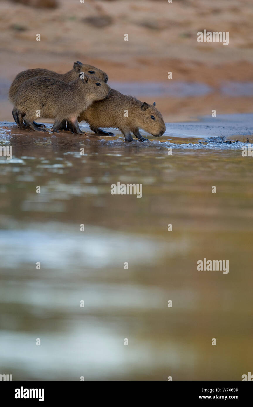 Capybara baby hi-res stock photography and images - Alamy