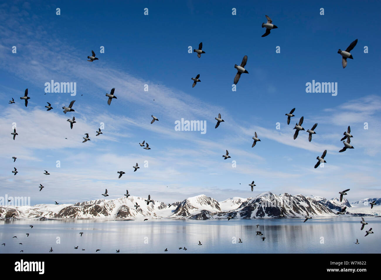 Little Auk Alle Alle High Resolution Stock Photography and Images - Alamy