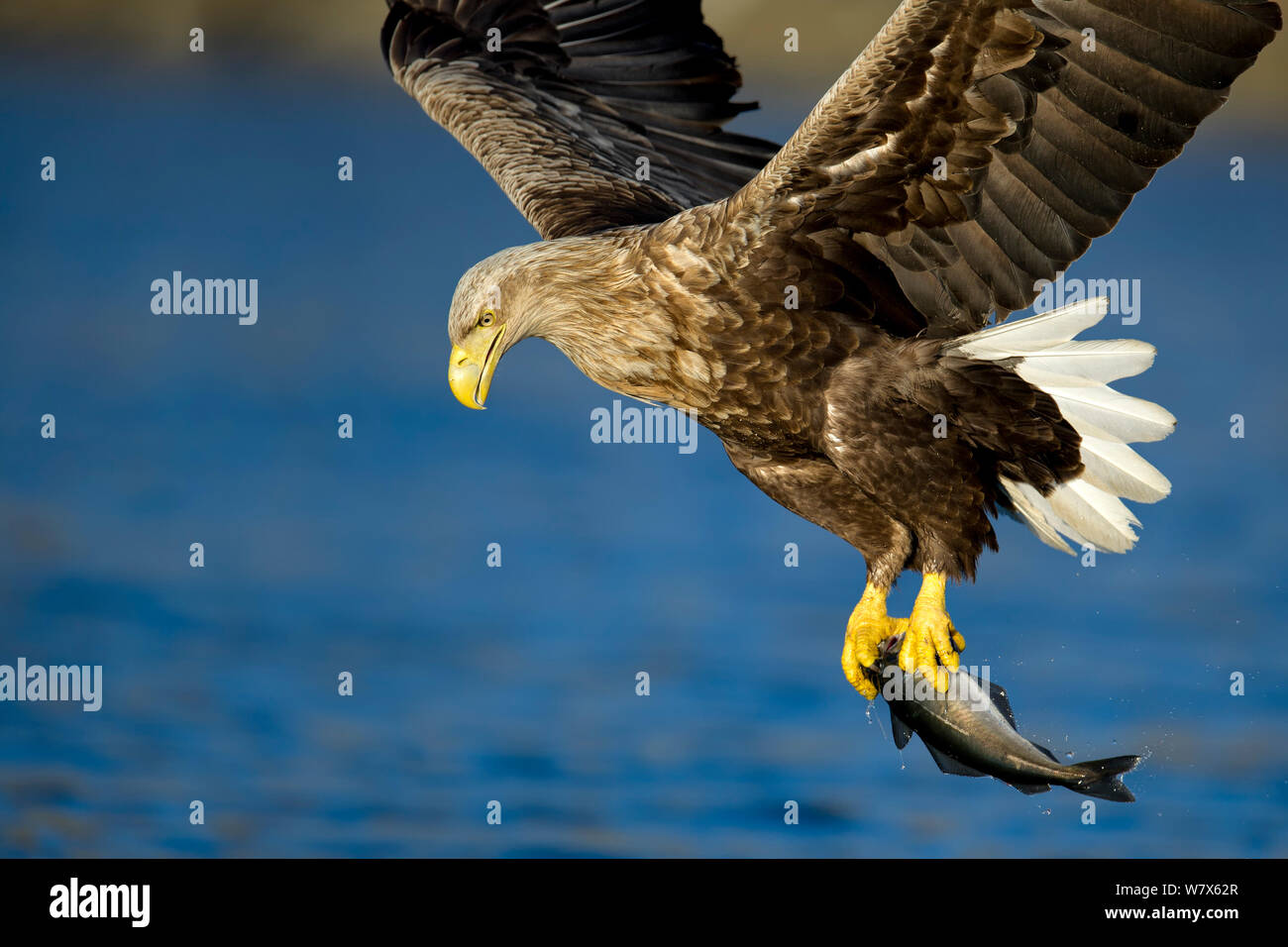 Eagle claws hi-res stock photography and images - Alamy