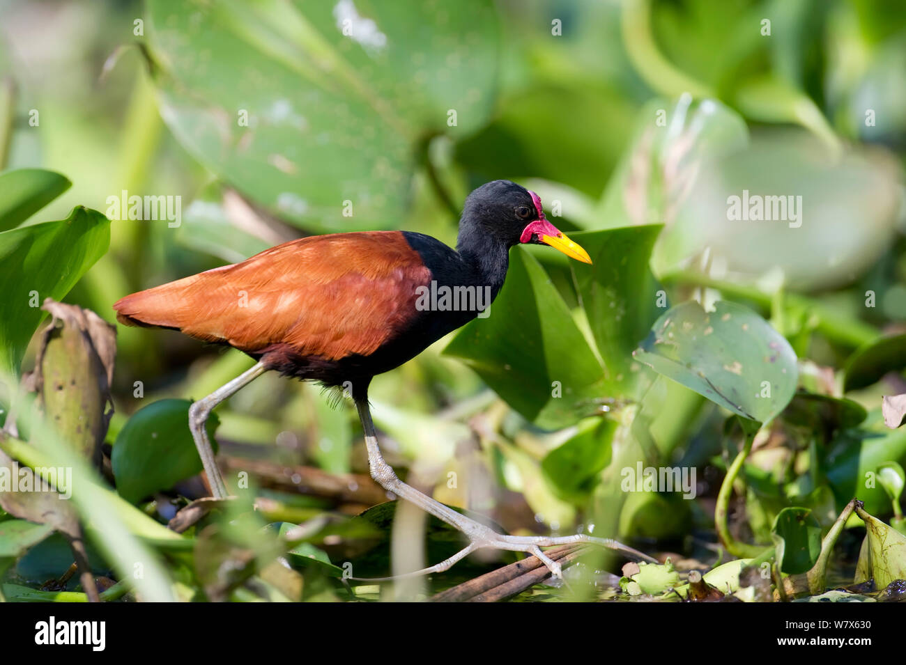 Wattled Jacana (Jacana jacana) Mato Grosso, Pantanal, Brazil. August ...