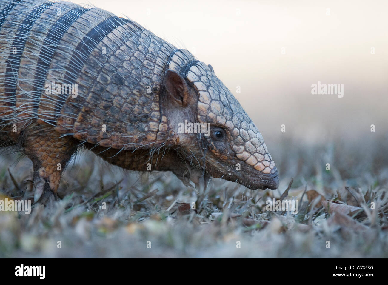 Dasypodidae High Resolution Stock Photography and Images - Alamy