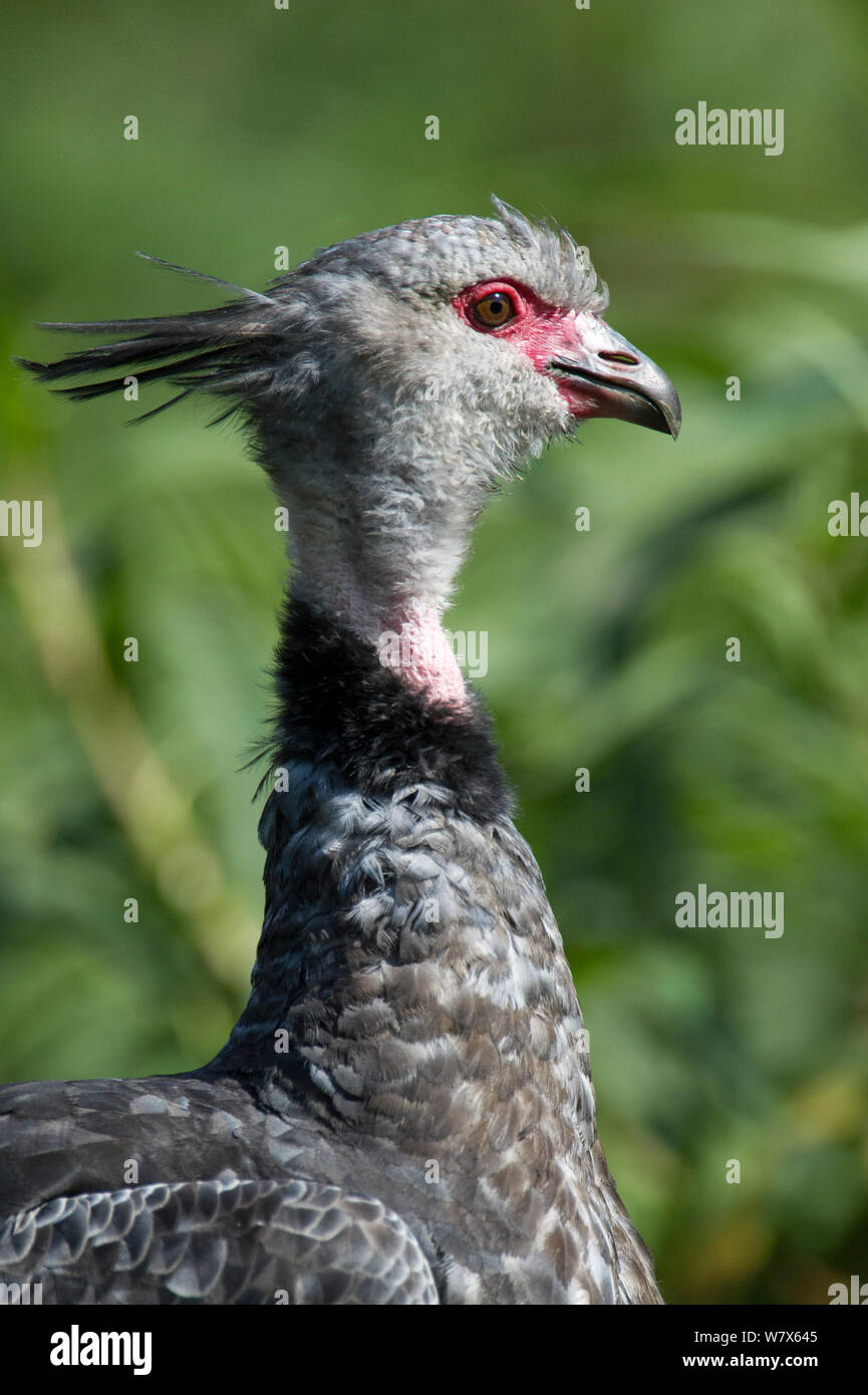 Profile view crested screamer south hi-res stock photography and images ...