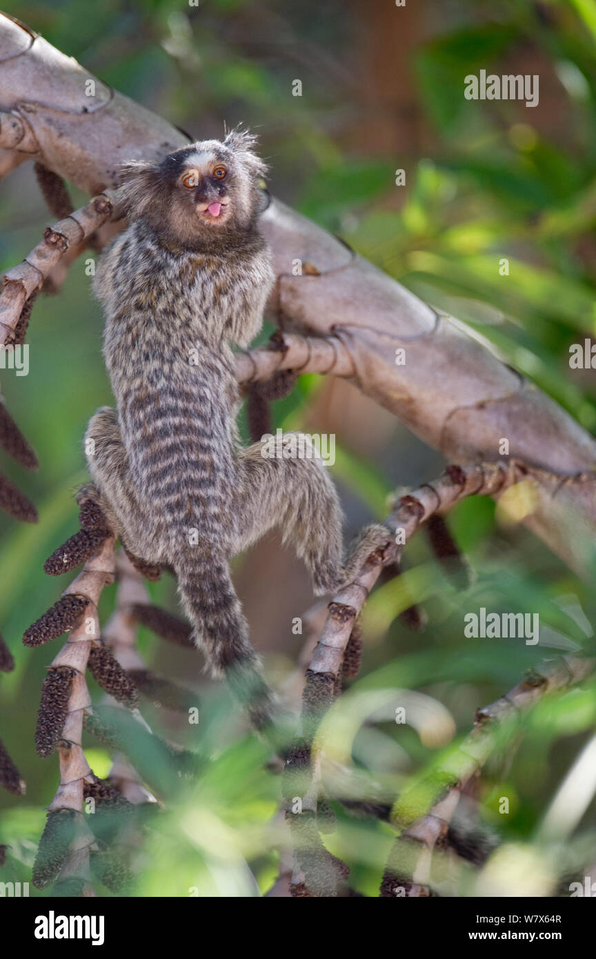 Common marmoset callithrix jacchus south hi-res stock photography and ...