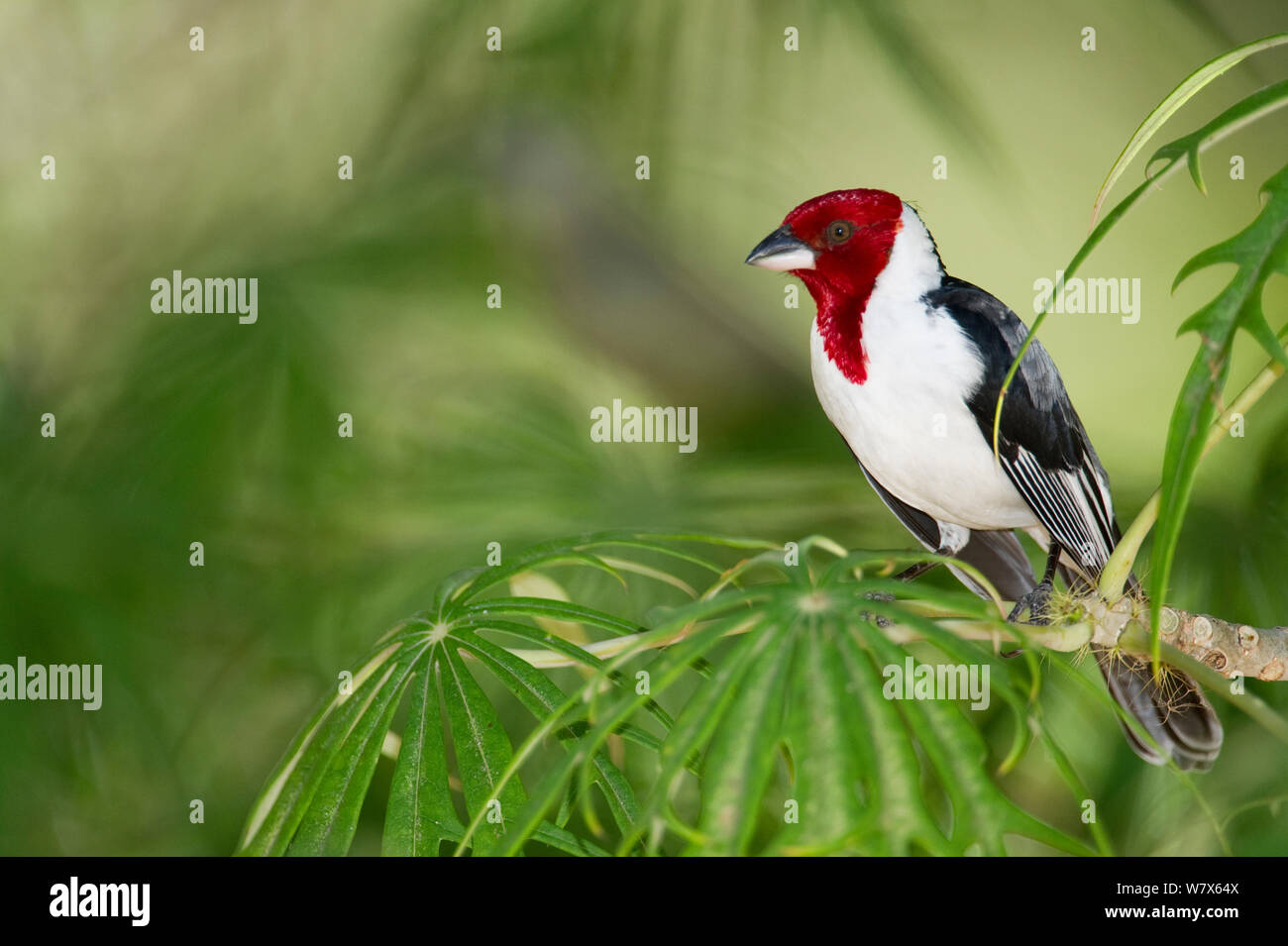 Red-cowled Cardinal (Paroaria dominicana) perched on a tree branch ...