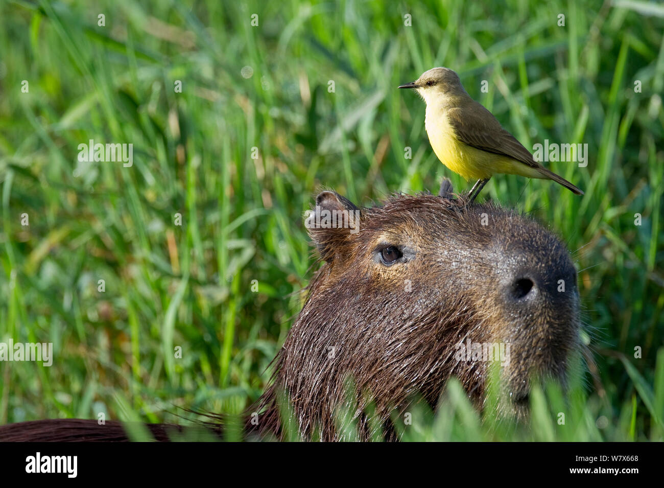 Cattle tyrant capybara hi-res stock photography and images - Alamy