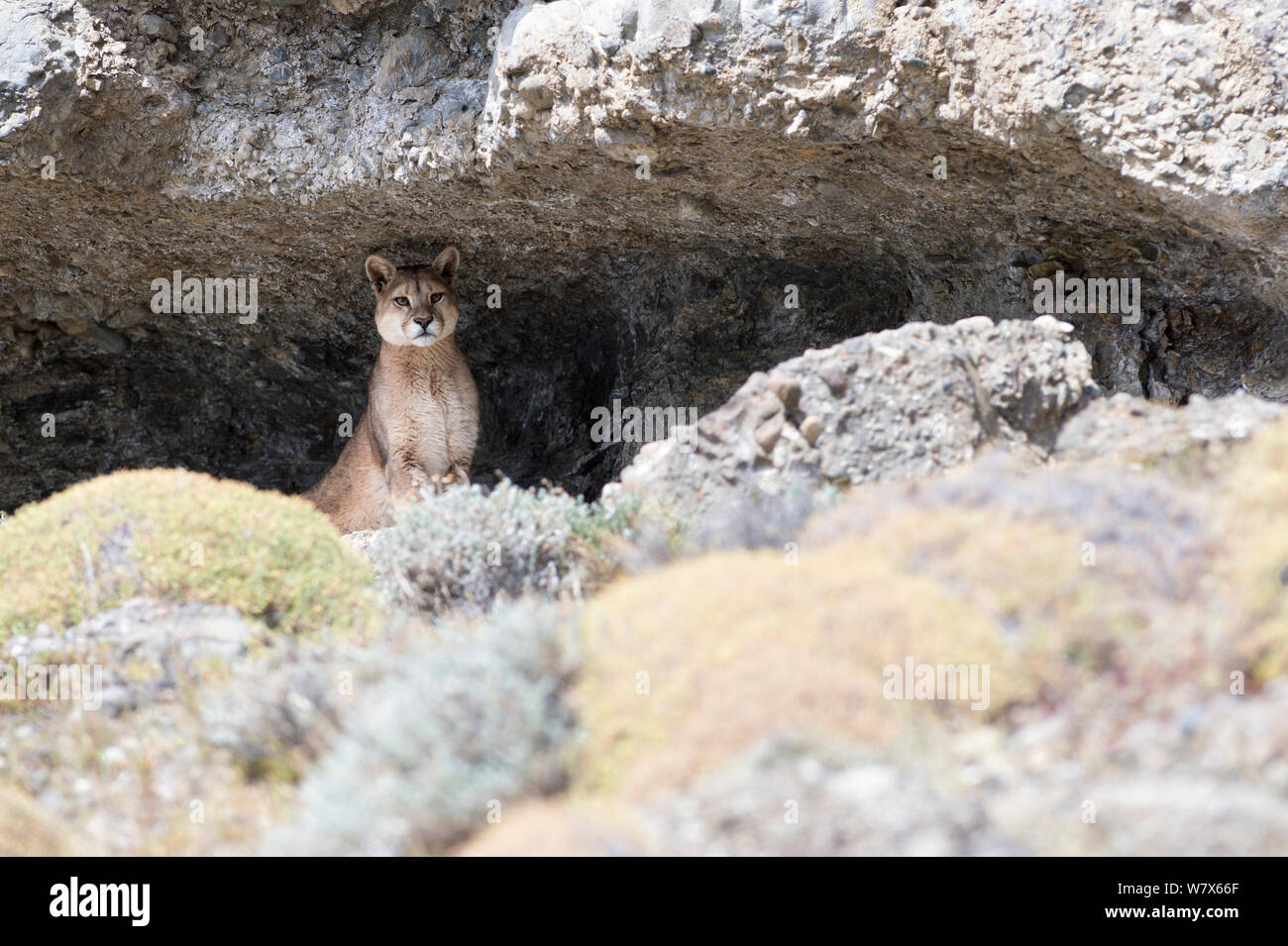 Puma Hiding High Resolution Stock Photography and Images - Alamy