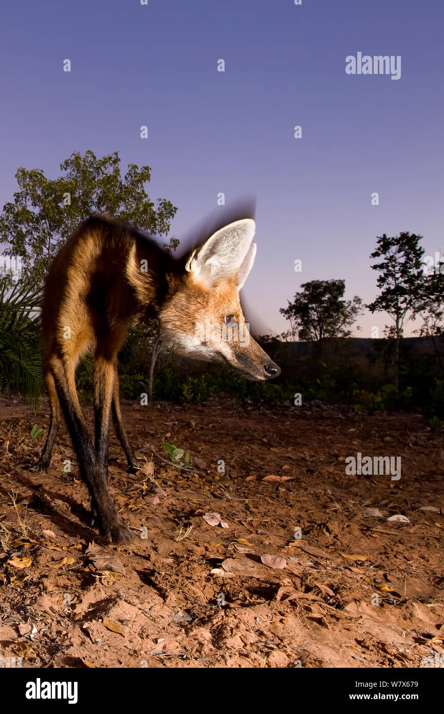 Maned wolf (Chrysocyon brachyurus) Foraging/hunting at dusk, Mato ...
