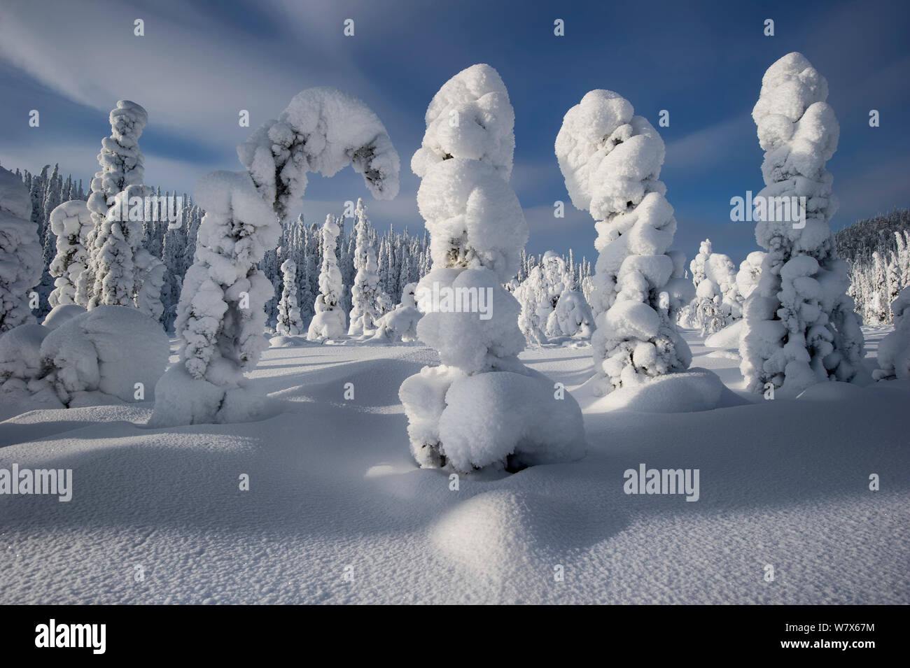 Conifer tree bent under weight hi-res stock photography and images - Alamy