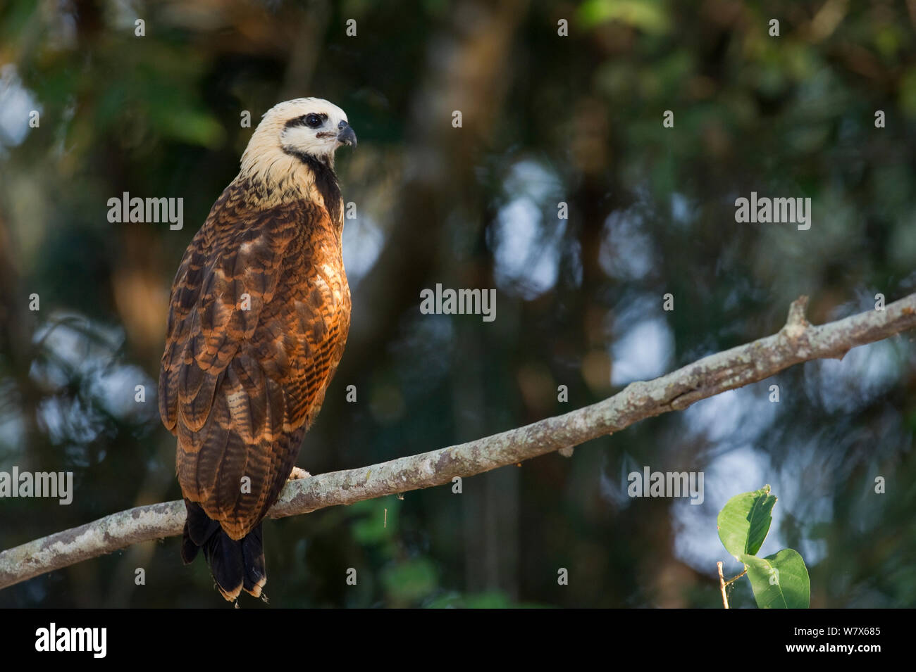 Black collared hawk hi-res stock photography and images - Alamy