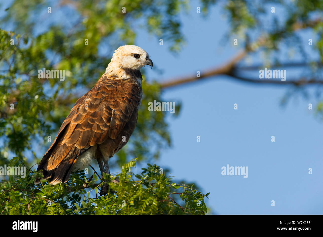 Black collared hawk busarellus hi-res stock photography and images - Alamy