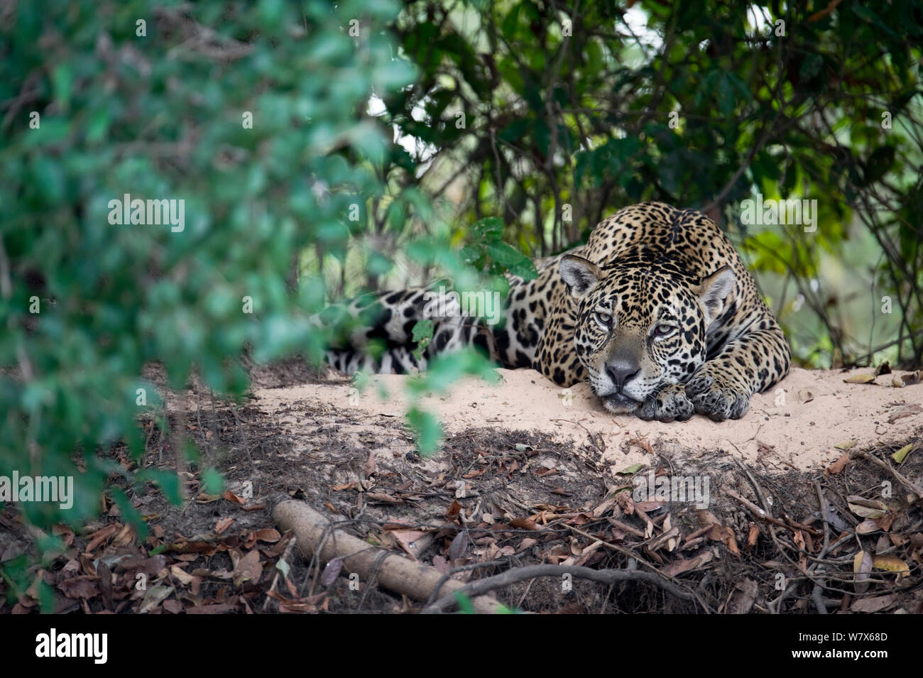 Shady river hi-res stock photography and images - Alamy