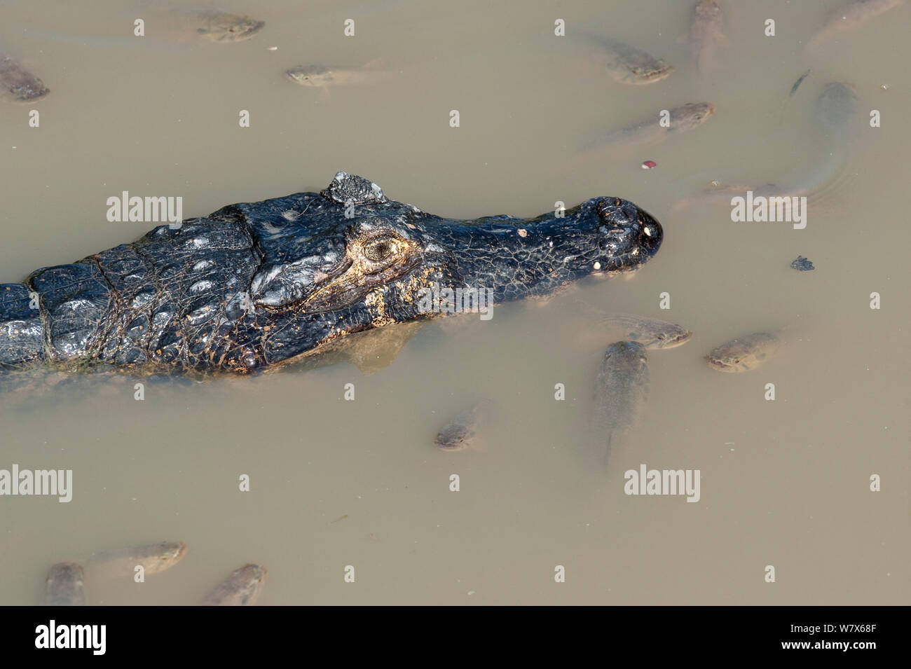 Spectacled caiman (Caiman crocodilus) hunting in shallow waters, Mato ...