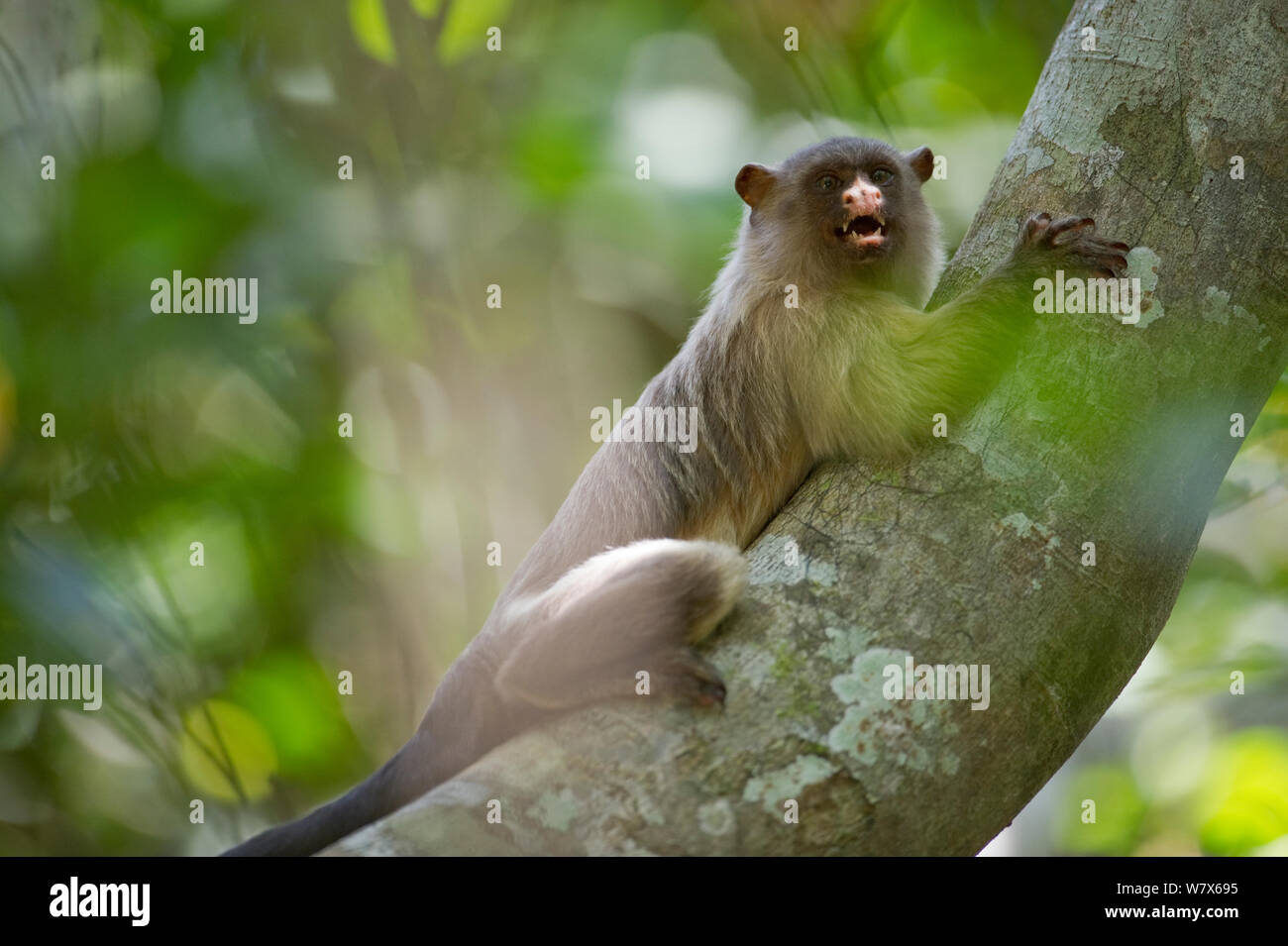 Black-tailed Marmoset (Mico melanurus) climbing tree, Mato Grosso ...