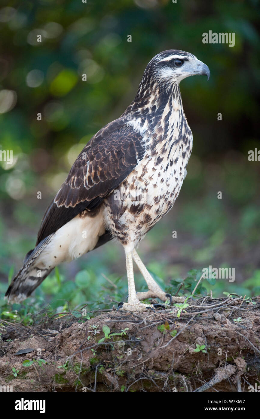 Black hawk hi-res stock photography and images - Alamy