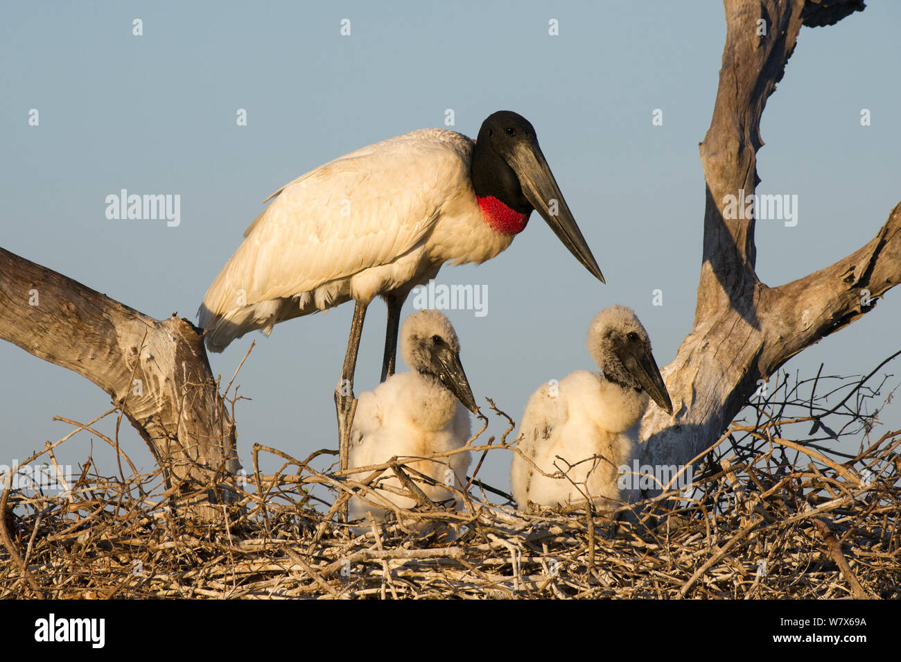 American Jabiru High Resolution Stock Photography and Images - Alamy
