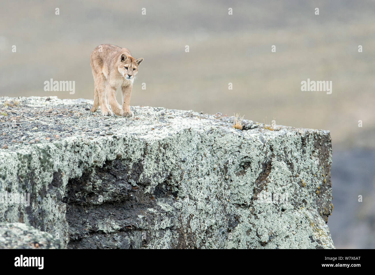 Puma / Cougar (Felis concolor) hunting on cliff top, Chile. March Stock ...